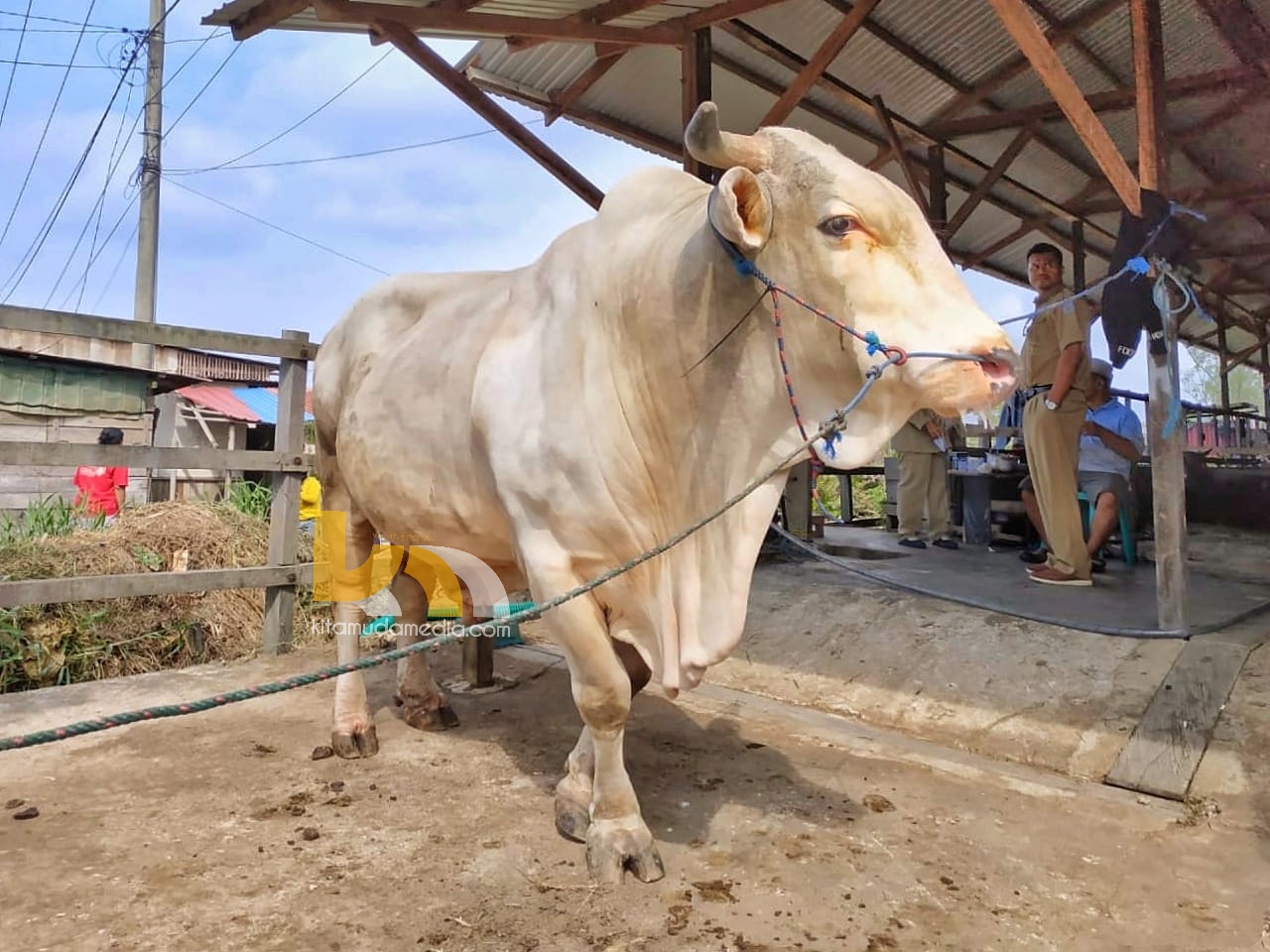 Simental, Sapi Terbesar Di Bontang Seharga 58 Juta ~ KITAMUDAMEDIA