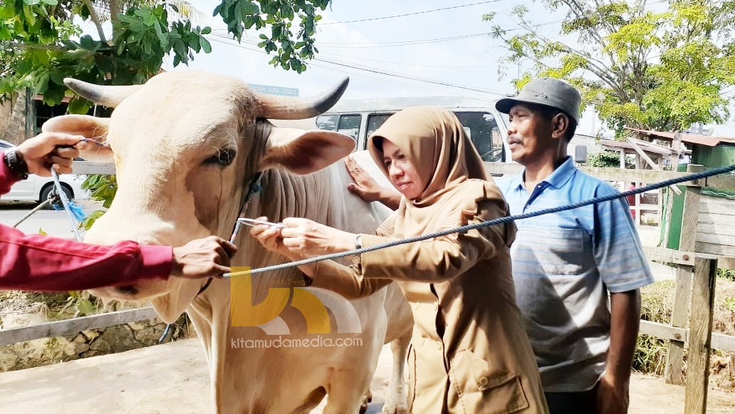 DKPP Jamin Hewan Kurban Di Bontang Sehat Dan Sesuai Syariat Islam ~ KITAMUDAMEDIA