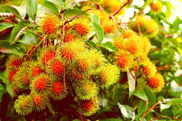 Manfaat Rambutan untuk Daya Tahan Tubuh ~ KITAMUDAMEDIA