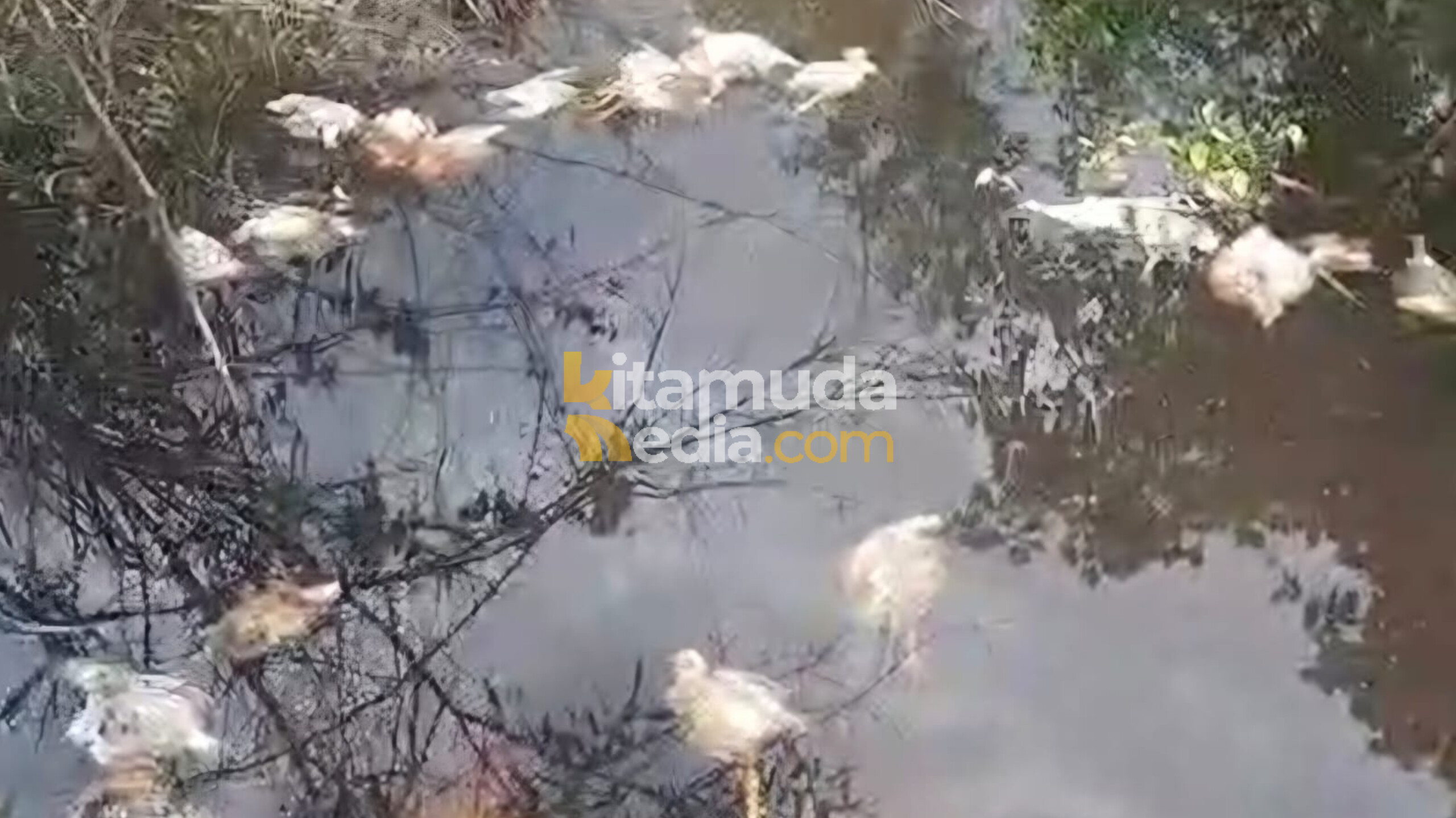 Puluhan Bangkai Ayam Mati Mengapung di Sungai Bontang Lestari ...